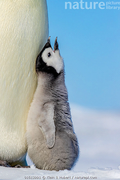 Emperor Penguin Food Penguin Fact Sheet | Blog | Nature | PBS