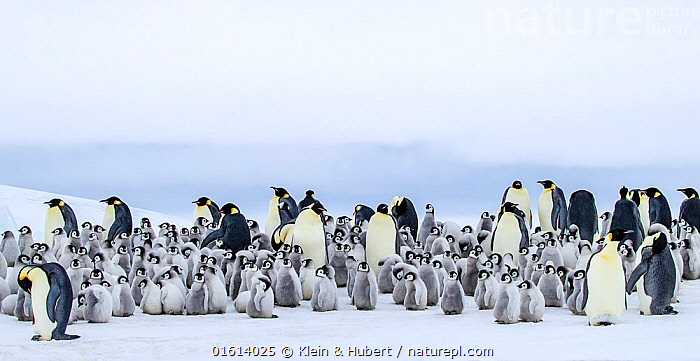 Penguin Rookery