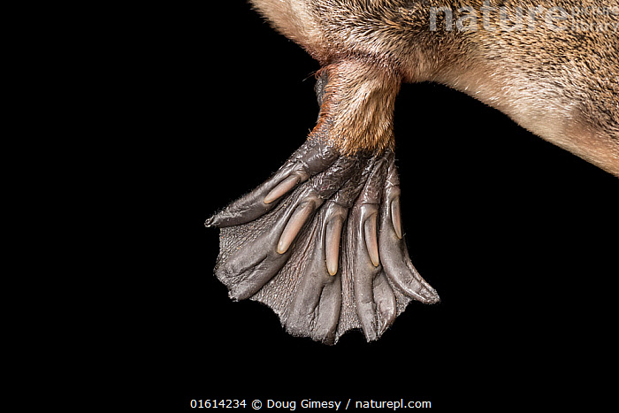 Stock photo of Underneath of front right webbed foot of Platypus ...