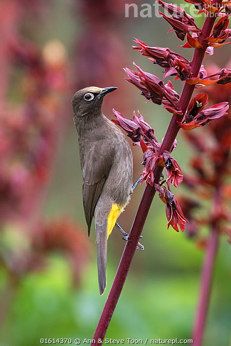 Stock photo of Cape bulbul (Pycnonotus capensis) feeding on flowers ...