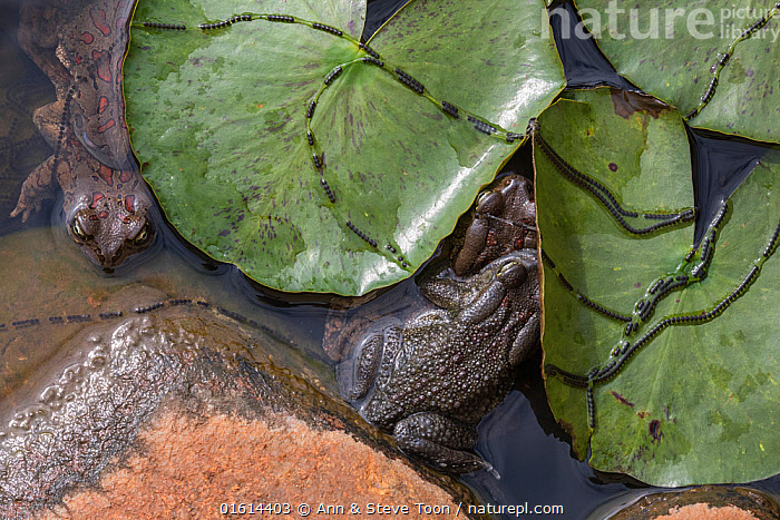 Stock photo of Eastern olive toads (Amietophrynus garmani) mating, with ...