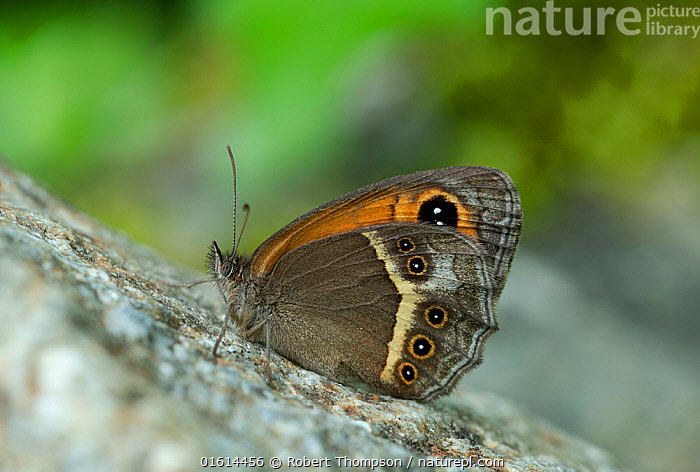 Stock photo of Spanish gatekeeper butterfly (Pyronia bathseba) South of ...