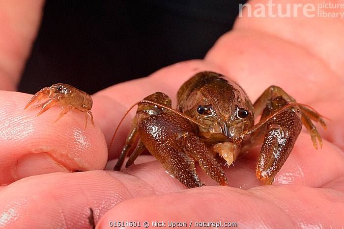Stock photo of Very small White-clawed crayfish (Austropotamobius ...