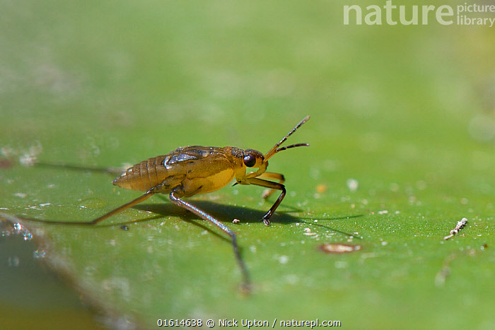 Stock photo of Common pond skater / Water strider (Gerris lacustris ...