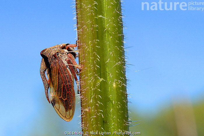 Stock photo of Horned treehopper / Thorn-hopper (Centrotus cornutus) on ...