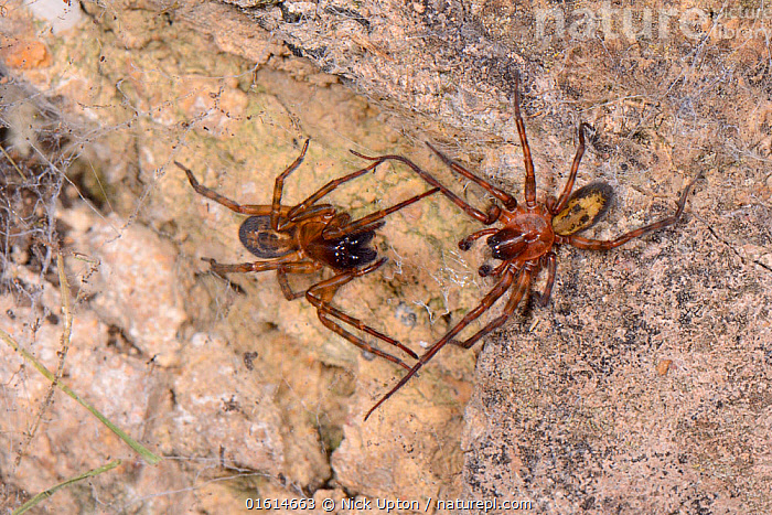 Stock photo of Common lace weaver / Lace-webbed spider (Amaurobius ...