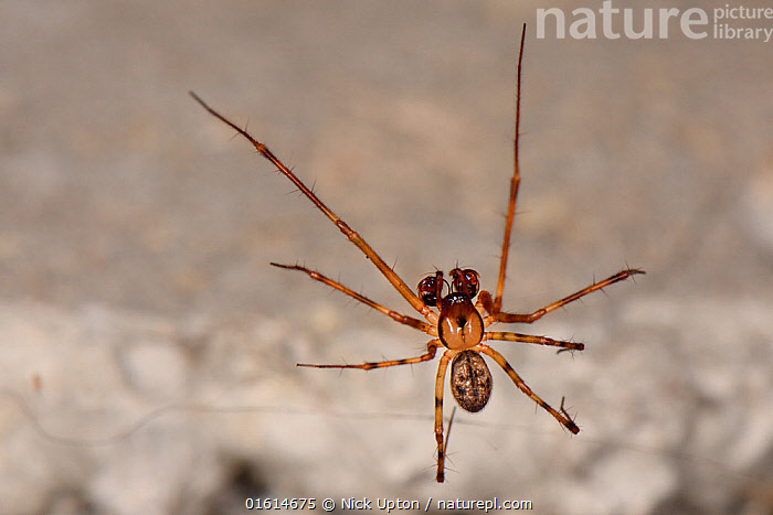 Stock photo of Shadow hammock spider (Labulla thoracica) male, with ...