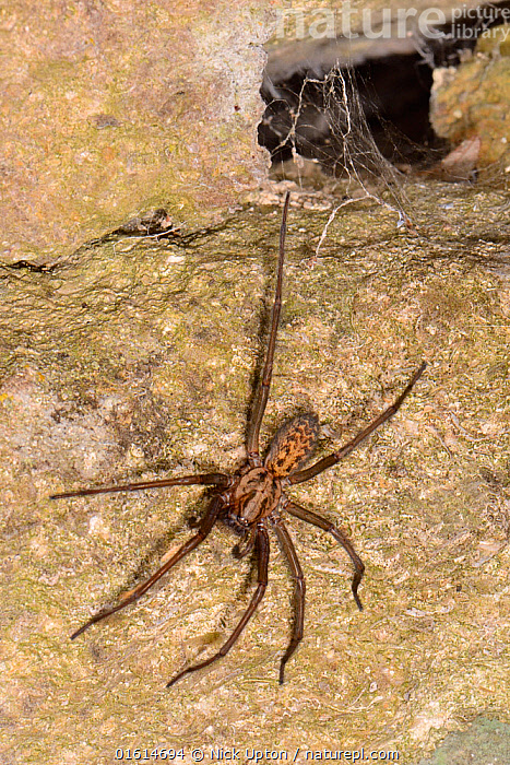 Female House Spider Uk