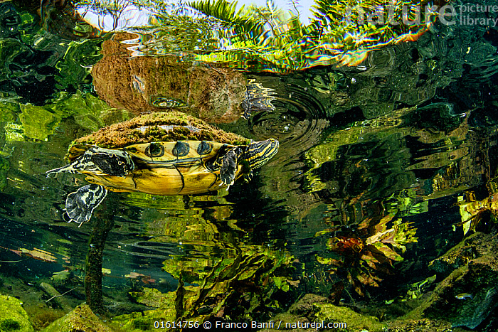 Stock photo of Freshwater turtle (Trachemys scripta venusta) swimming ...