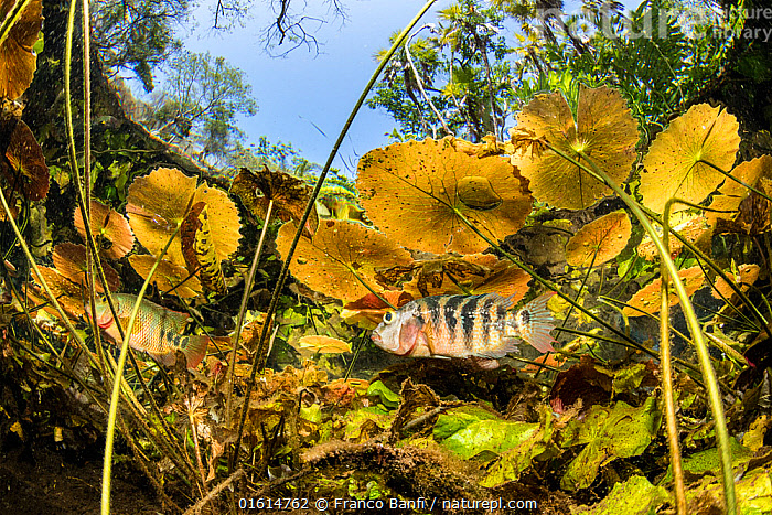 Stock photo of Freshwater fish including Cichlid between water plants ...