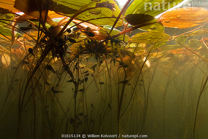 Stock photo of Common toad (Bufo bufo) tadpoles eating algae on ...