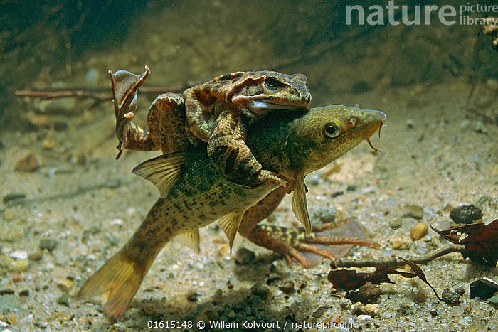 Stock photo of Common frog (Rana temporaria) male attempting to mate ...