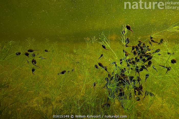 Stock photo of Common toad (Bufo bufo) tadpoles amongst stonewort in ...