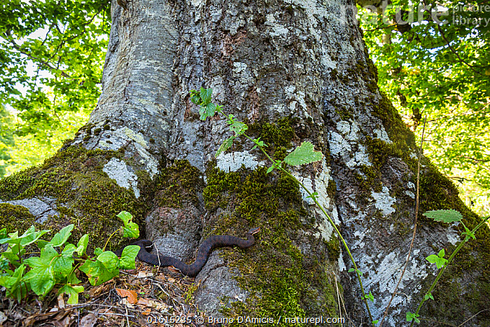 Stock photo of Melanistic Asp viper (Vipera aspis) moving between the ...