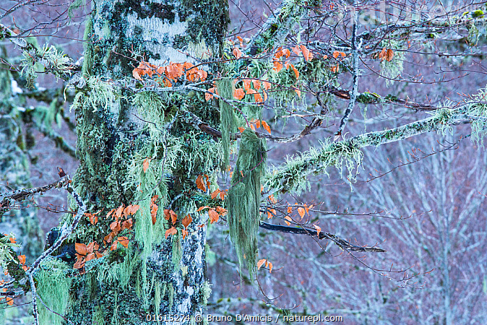 Stock photo of Detail of centuries-old Beech tree (Fagus sylvatica ...