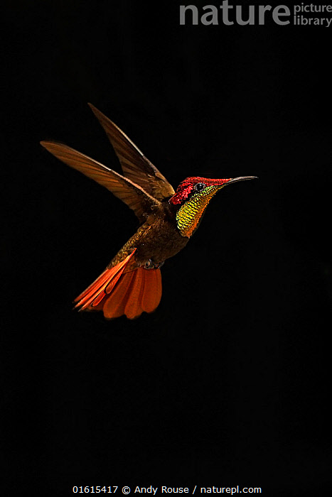 Stock photo of Ruby Topaz hummingbird (Chrysolampis mosquitus) hovering ...