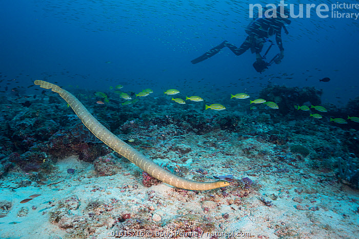Stock photo of Olive sea snake (Aipysurus laevis) and scuba diver on ...