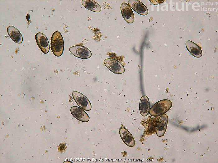 Stock photo of Microscopic image of oxyurid nematode parasites in the ...