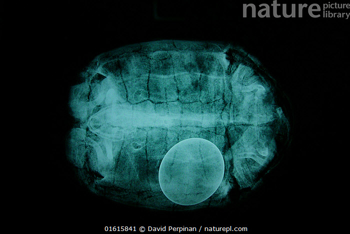 Stock photo of Radiography of a Spider tortoise (Pyxis arachnoides ...