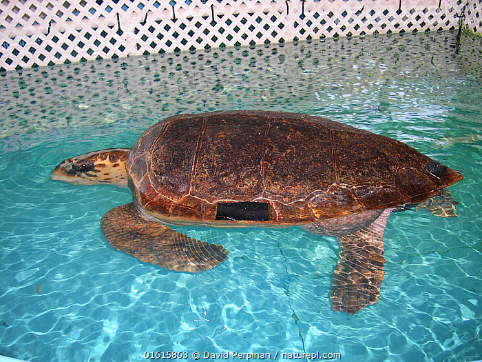 Stock photo of Loggerhead sea turtle (Caretta caretta) with abnormal ...