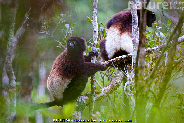 Stock photo of Milne-Edwards's sifaka (Propithecus edwardsi), sitting ...