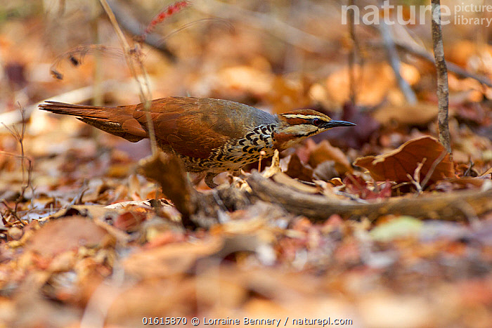 Stock photo of White-Breasted Mesite (Mesitornis variegatus),on ground ...