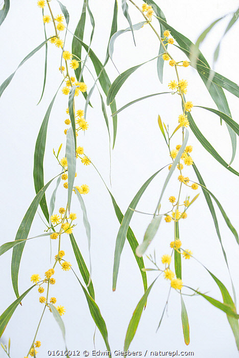 Stock photo of Orange wattle (Acacia saligna) hanging branches with ...