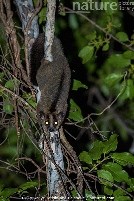 Stock photo of Pale fork-marked lemur (Phaner pallescens) at night ...