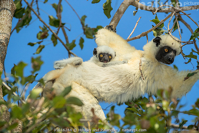 Stock photo of Decken's sifaka (Propithecus deckenii) female and her ...