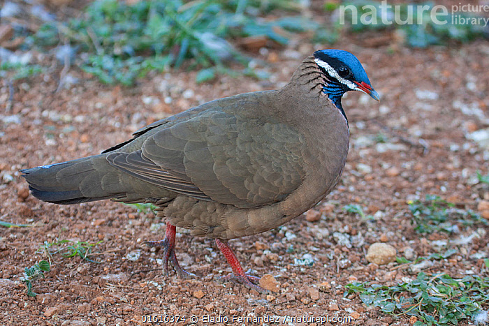 Stock photo of Blue-headed quail-dove (Starnoenas cyanocephala) profile ...