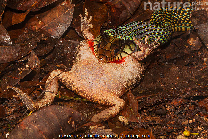 Stock photo of Speckled Racer Serpent (Drymobius margaritiferus ...