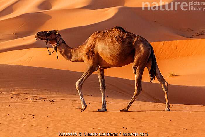 Camel Camelus Dromedarius DROMERARY CAMEL | (Camelus
