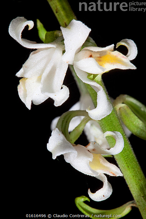 Stock photo of Calanthe-like Calanthe Orchid (Calanthe calanthoides ...