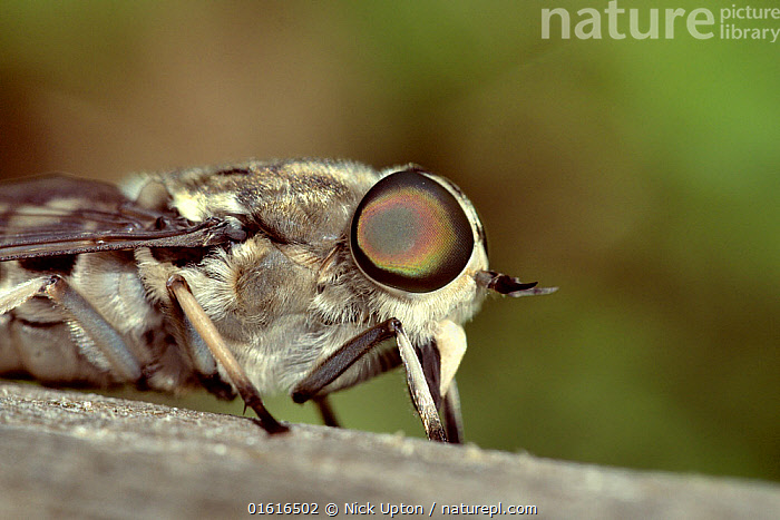 Stock photo of Large marsh horsefly (Tabanus autumnalis) resting on a ...