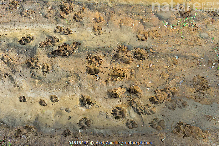 Stock photo of Wolf (Canis lupus) footprints, Saxony-Anhalt, Germany ...