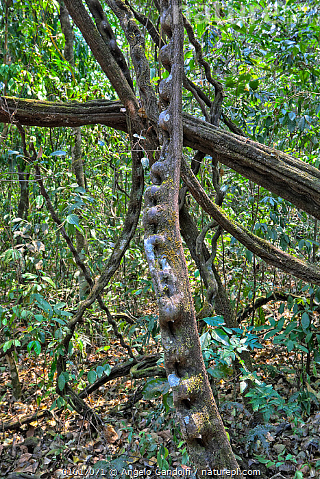 Stock photo of Jatoba (Hymenaea courbaril) tree. Cerrado forest, Brazil ...