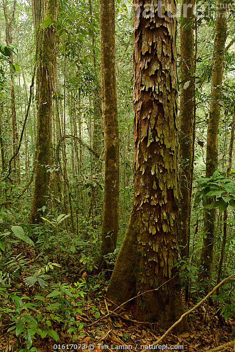 Stock photo of Rengus tree (Gluta aptera) Batang Toru Forest, Sumatran ...