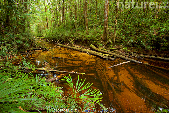 Stock photo of Stream in Sumatran rainforest, Batang Toru Forest ...
