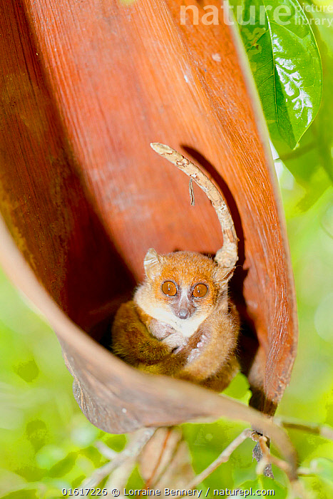 Stock photo of Nosy Be mouse lemur (Microcebus mamiratra) in leaf nest ...