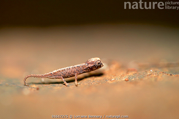 Stock photo of Minute leaf chameleon (Brookesia minima) male, the ...