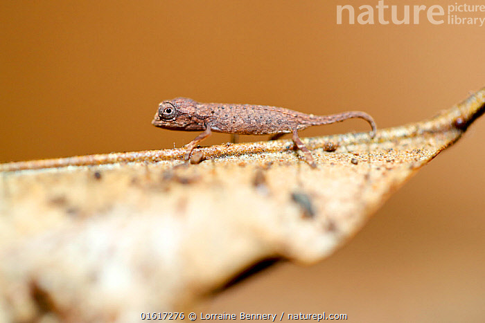 Stock photo of Minute leaf chameleon (Brookesia minima) male on leaf ...