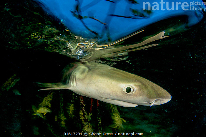 Stock photo of Lemon shark pup (Negaprion brevirostris) in mangrove ...