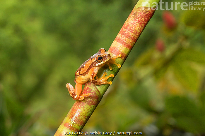 Stock photo of Hourglass tree frog (Dendropsophus ebraccatus) adult ...