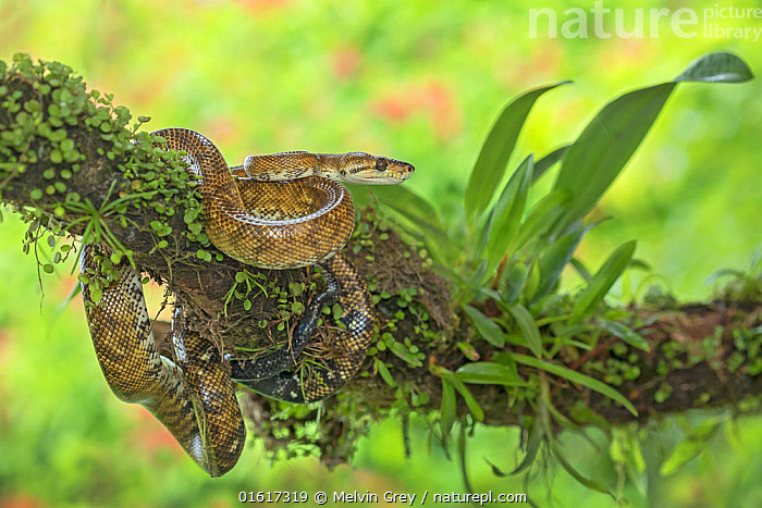 Stock photo of Mangrove tree boa (Corallus ruschenbergerii) Arenal ...