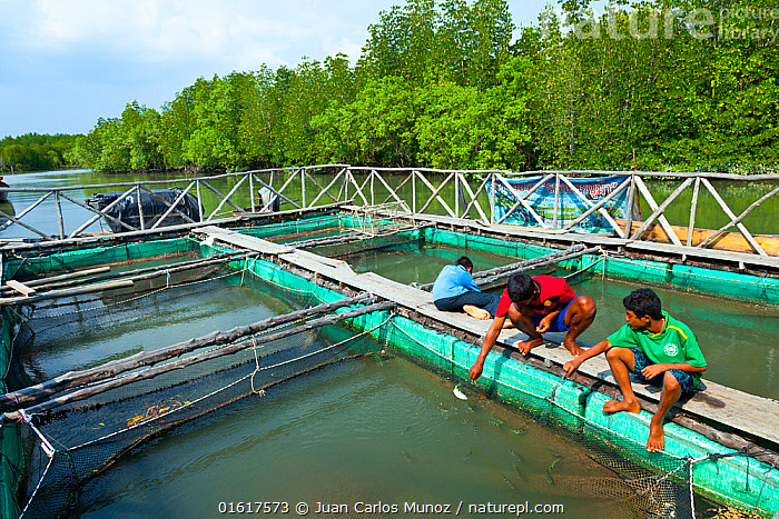 Stock photo of Fish farming at Mangrove swamp forest. Tung Yee Peng ...