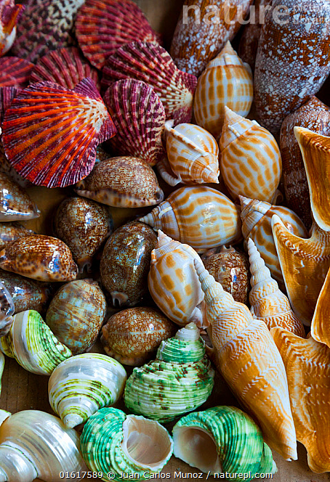 Stock photo of Seashells collected outside Panyee fishing village ...