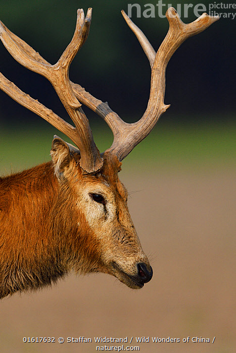 Stock photo of Male face portrait of a Pere David's deer / Milu ...