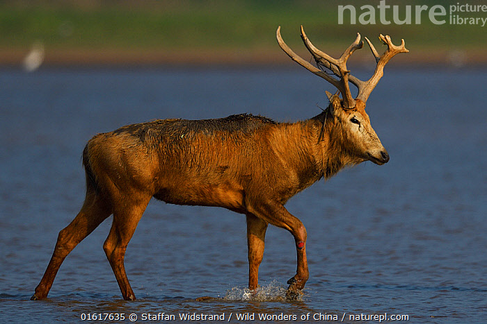 Stock photo of Pere David's deer / Milu (Elaphurus davidianus), walking ...