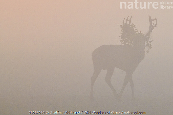 Stock photo of Pere David's deer / Milu (Elaphurus davidianus), stag ...