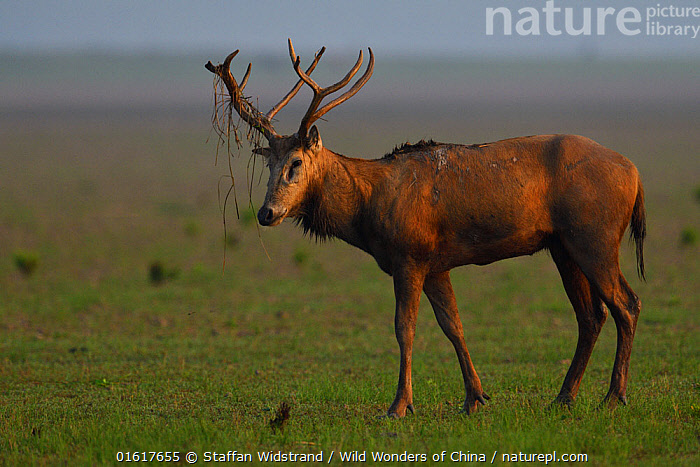 Stock photo of Pere David's deer / Milu (Elaphurus davidianus), walking ...